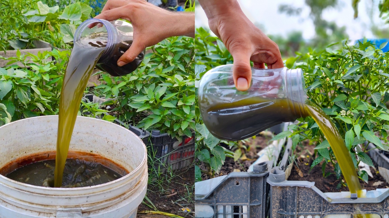 Revitalize Your Garden with a Biochar-Boosting Mixture – DIY Baagh