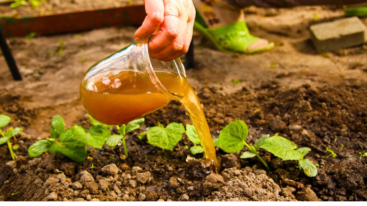 15 Easy Organic Fertilizers Recipes to Make at Home – DIY Baagh