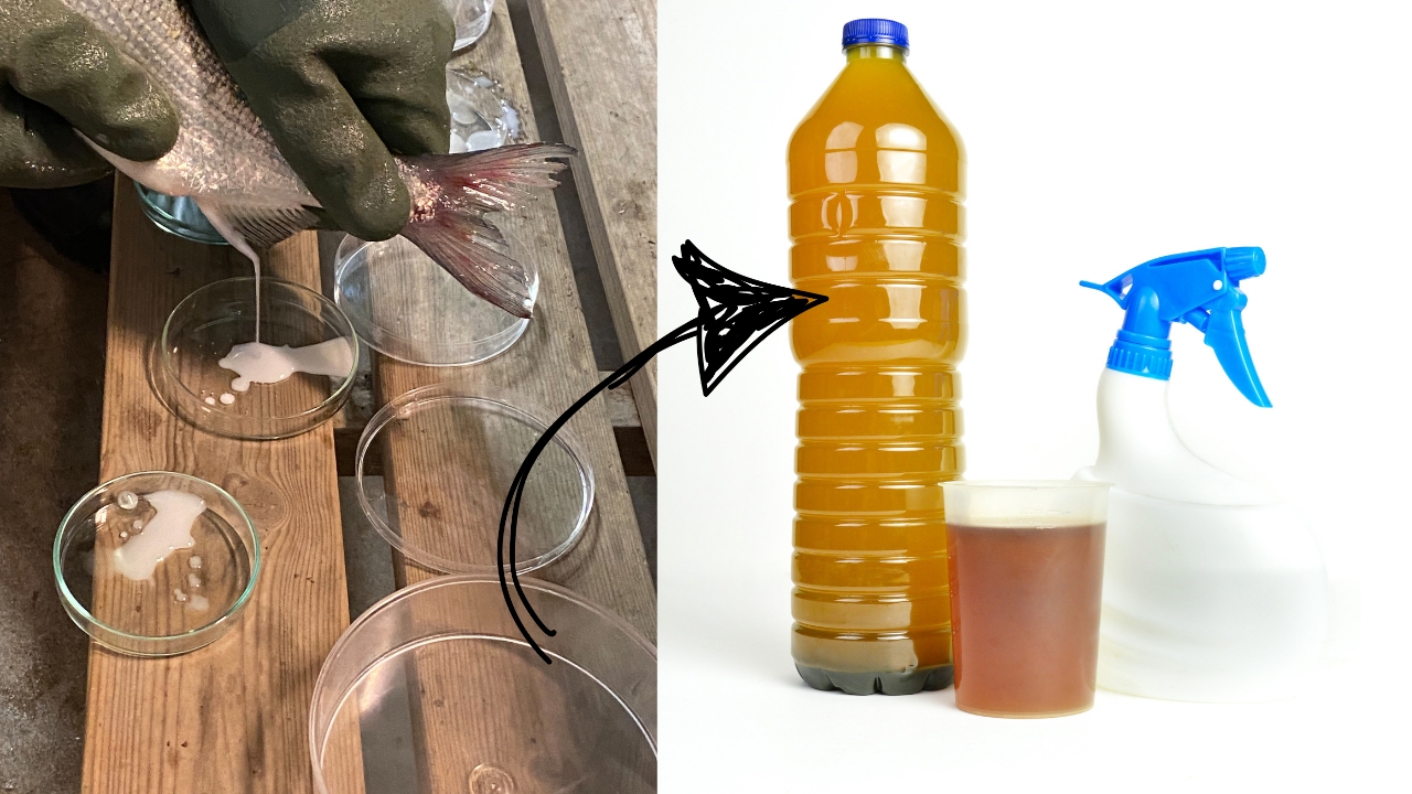 15 Easy Organic Fertilizers Recipes to Make at Home – DIY Baagh