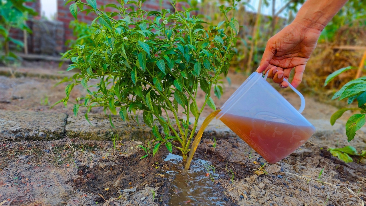 15 Easy Organic Fertilizers Recipes to Make at Home – DIY Baagh