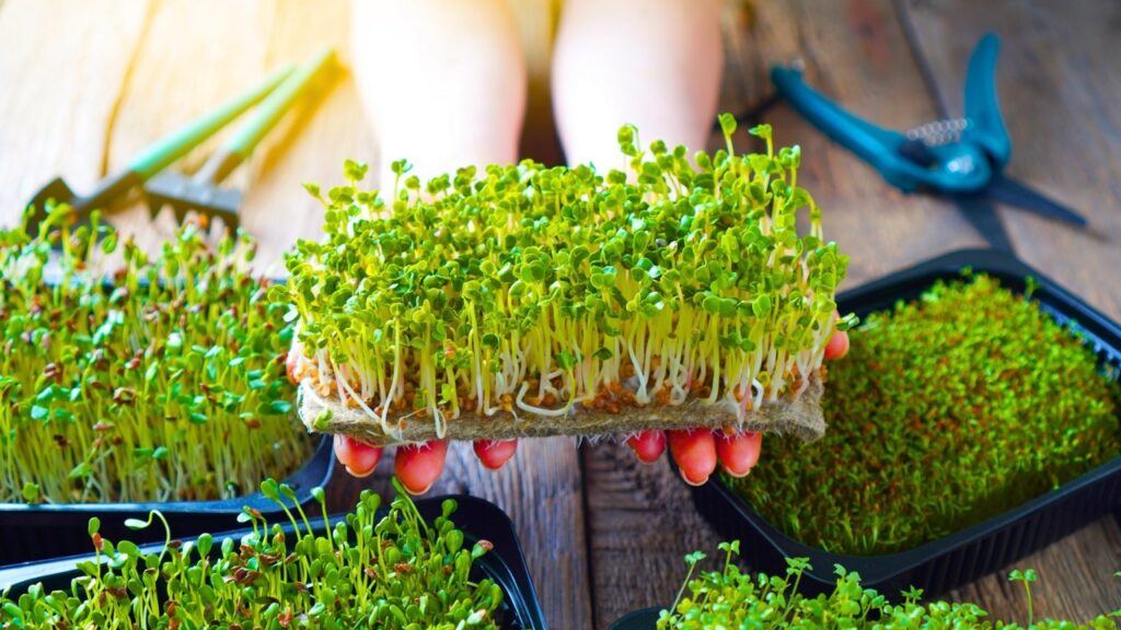 How to Grow Microgreens In The Winter – DIY Baagh